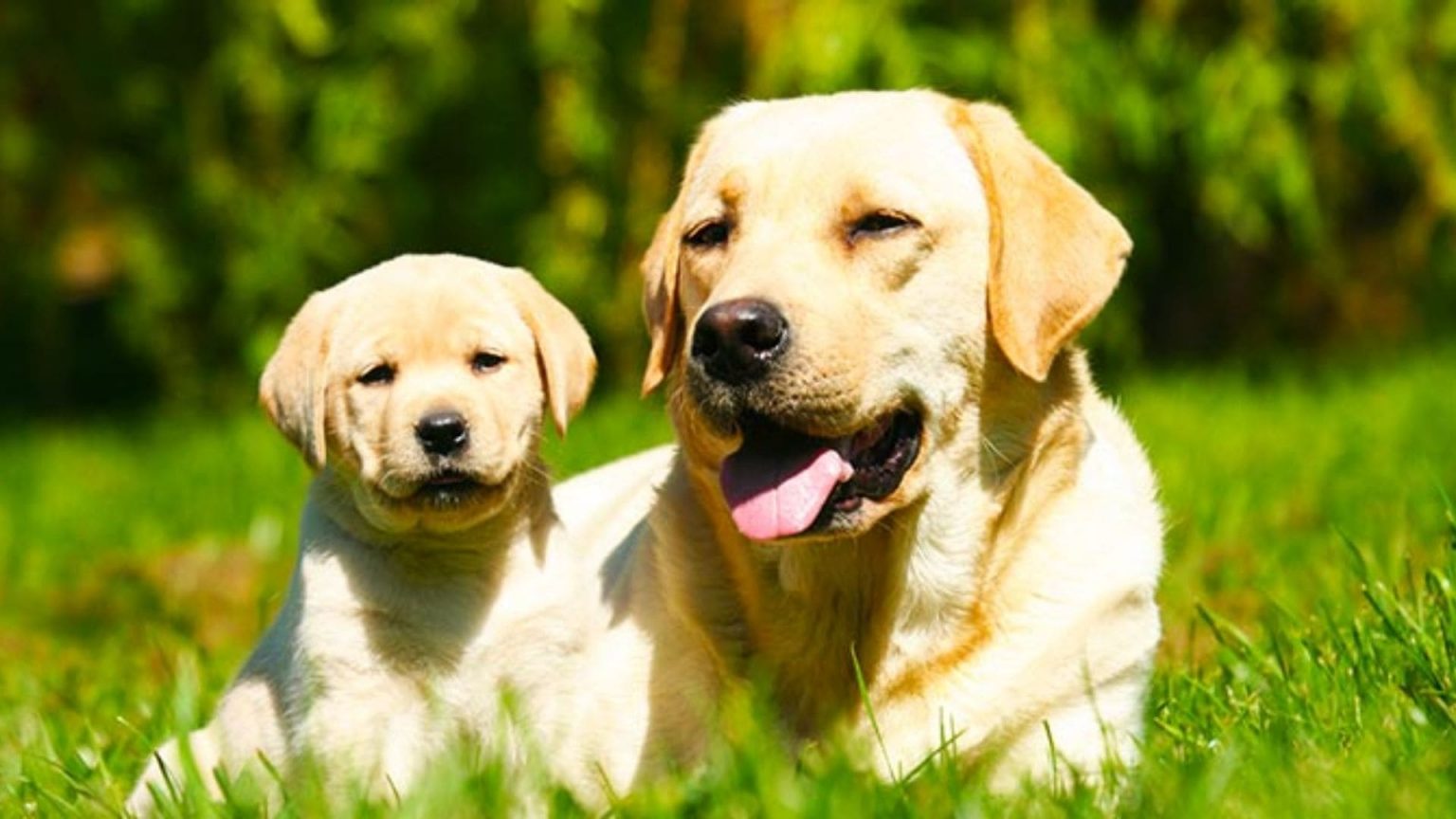 25 Types of Top Dog Breeds In India